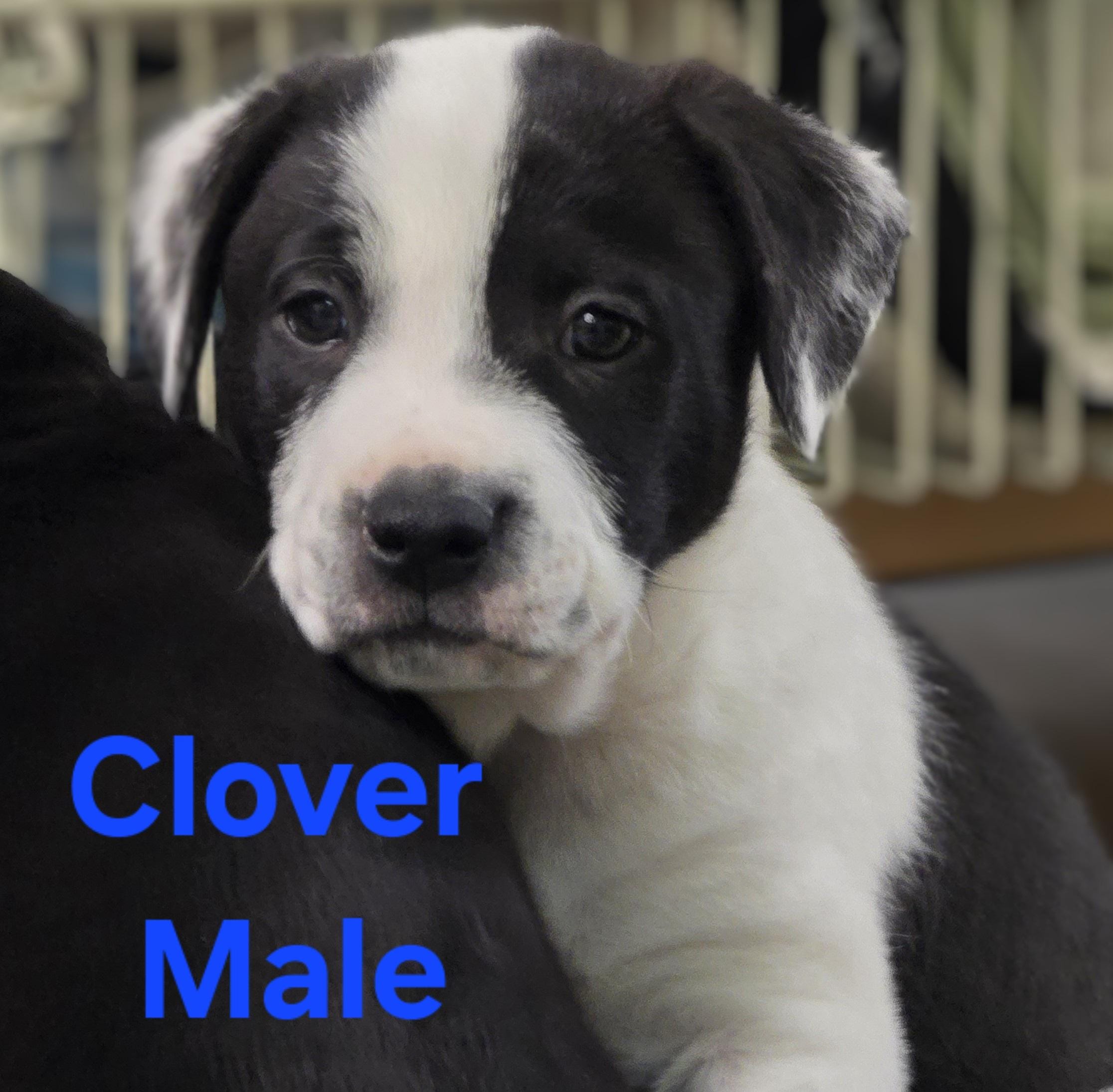 Adopt Clover Today - Pets TheCountyOffice
