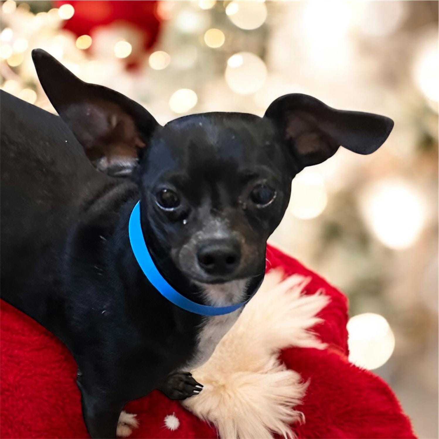 Adopt Paco Today - Pets TheCountyOffice