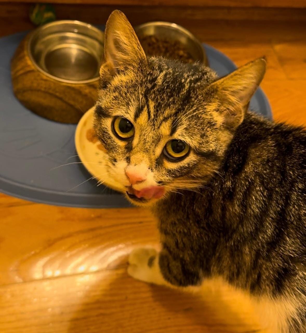 Adopt LOWEN Today - Find Paw Pal