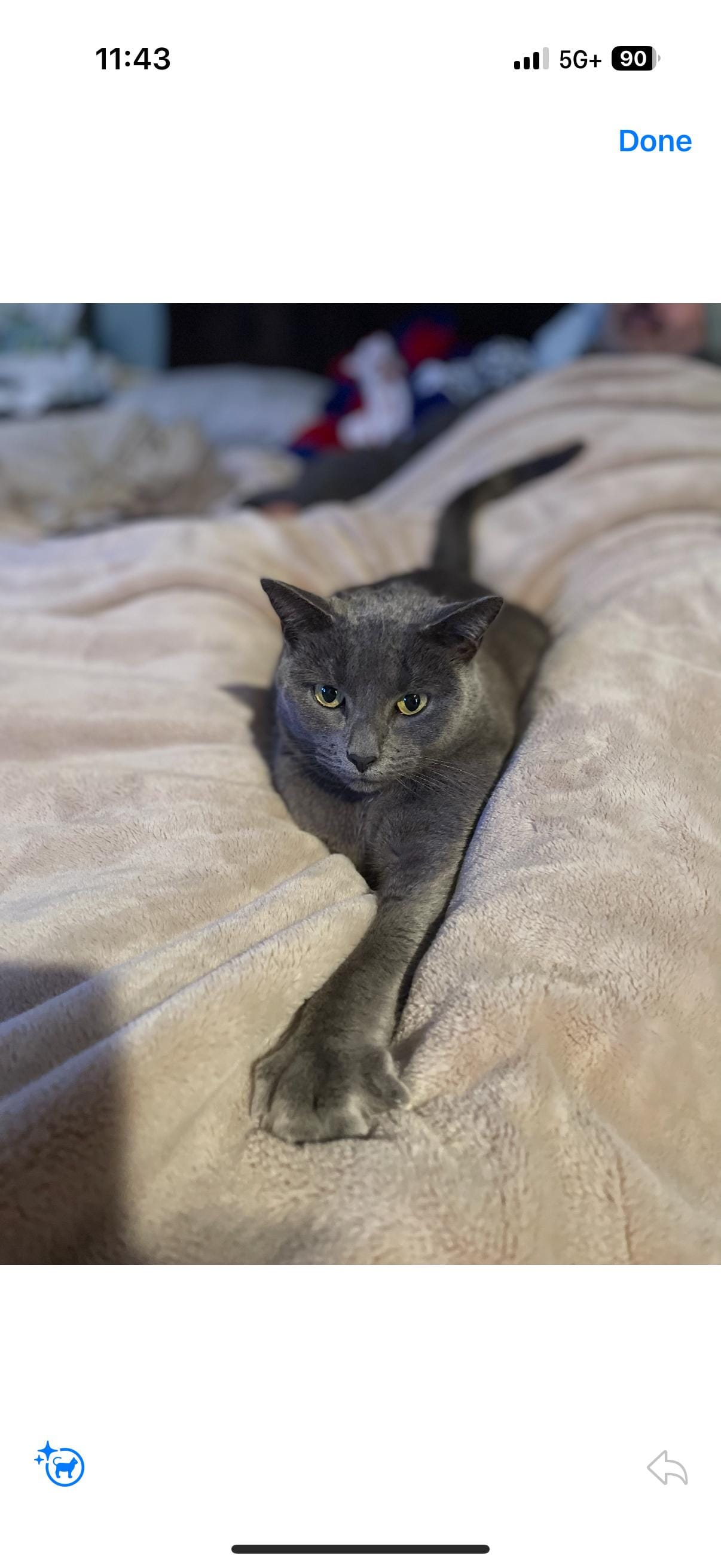 Adopt Miss lady Today - Find Paw Pal