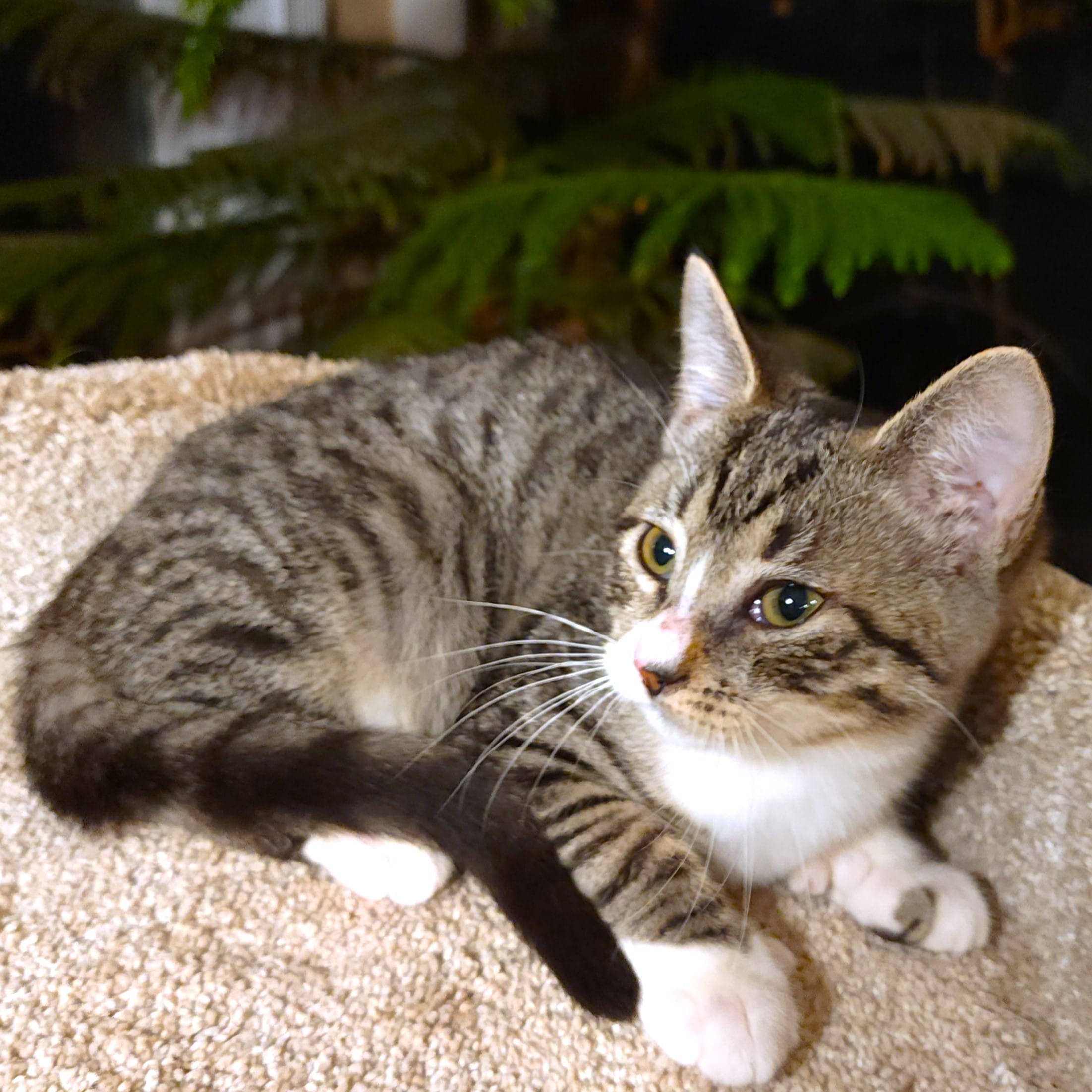 Adopt MAGNIFICENT MITSY! Today - Find Paw Pal