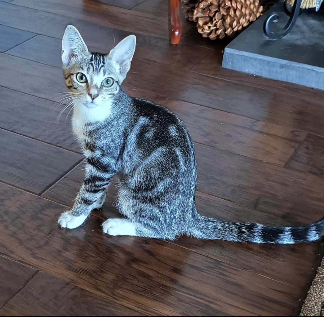 Adopt Tora and Tiger Lilly, sweet female kittens Today - Find Paw Pal