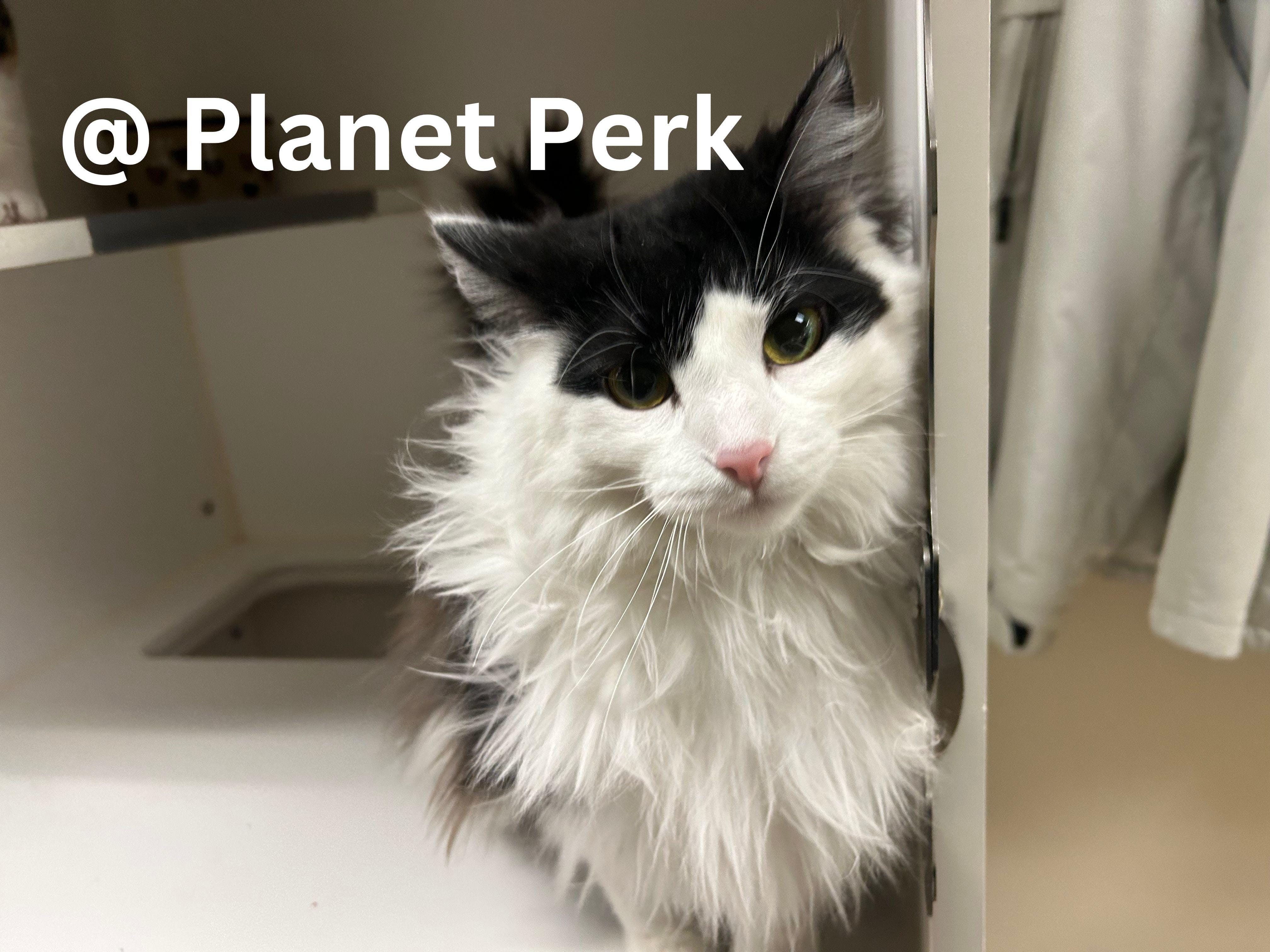 Adopt Floofy Whisper - Long haired beauty! Today - Pets TheCountyOffice