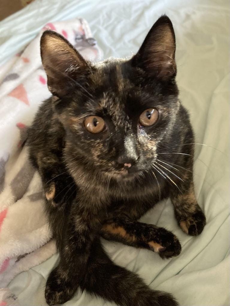 Adopt Lola - bonded with Tabitha Today - Find Paw Pal