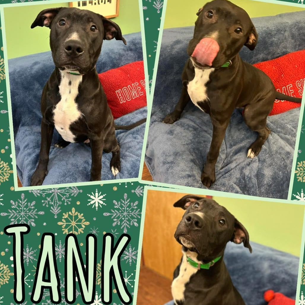Adopt Tank Today - Pets TheCountyOffice