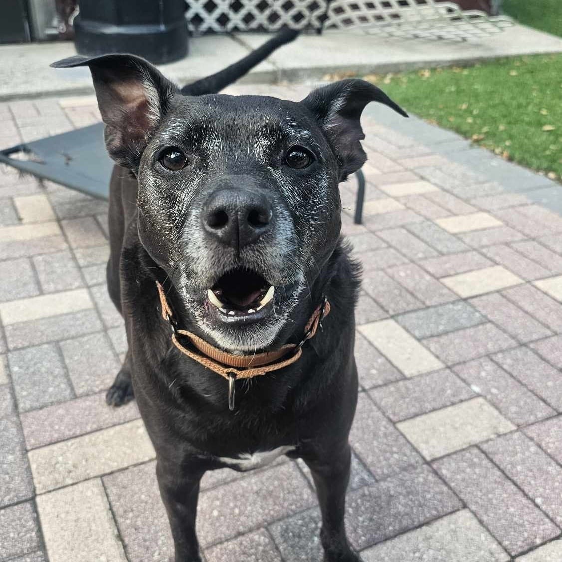 Adopt ELLIE - Foster/Fospice or adopter needed Today - Pets TheCountyOffice