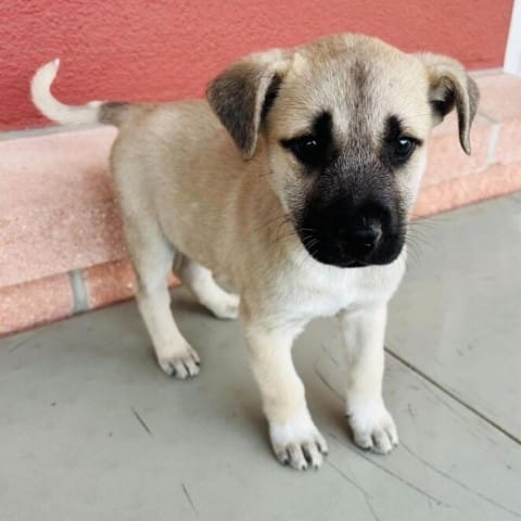 Adopt Bobo Today - Find Paw Pal