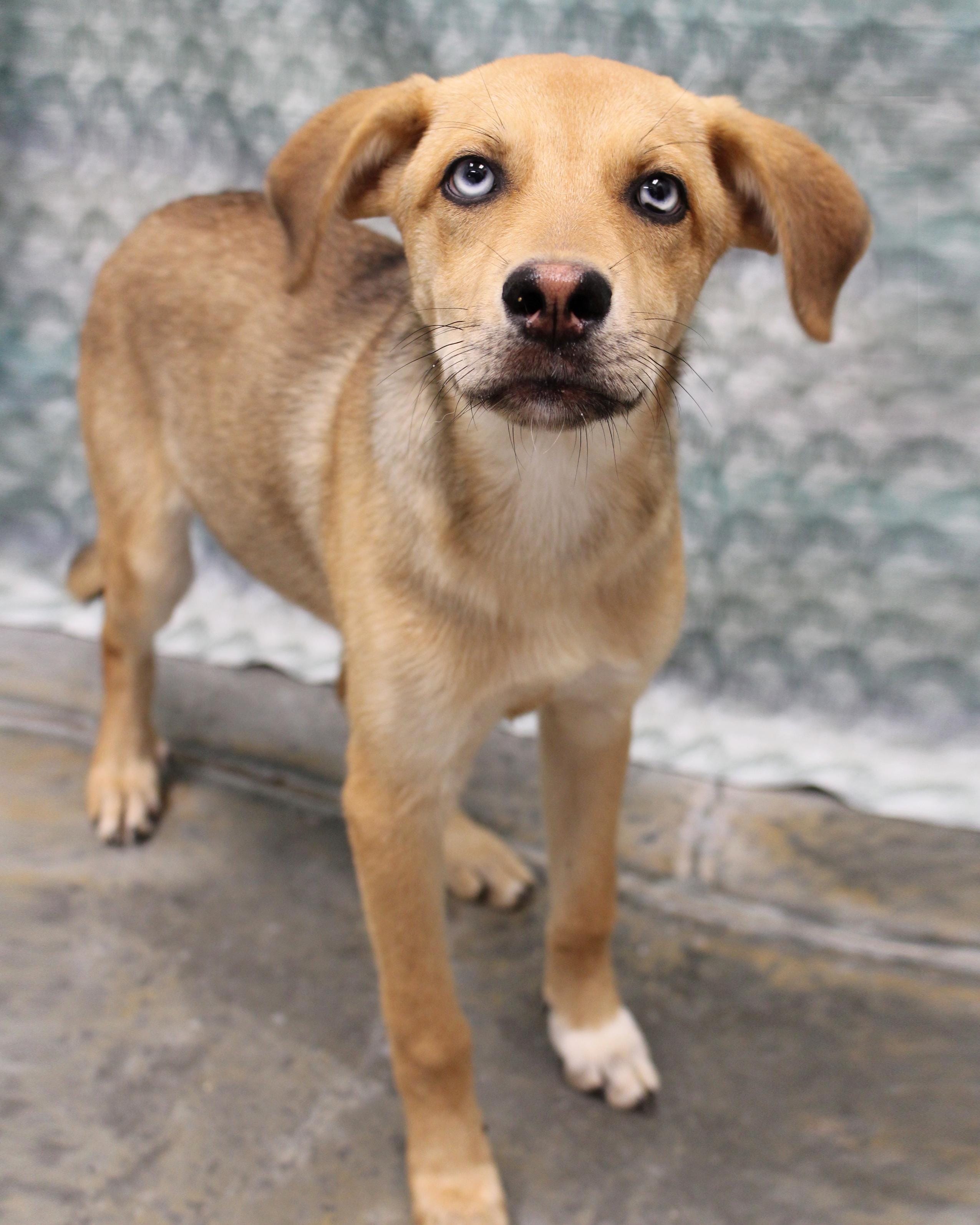 Adopt Greta Today - Find Paw Pal