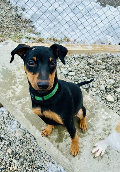 Adopt Gingerbread Boy Today - Find Paw Pal