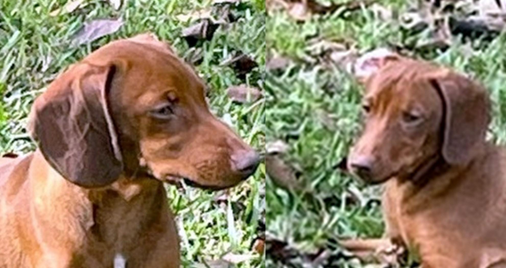 Adopt Dan and Ann - Double your fun! Today - Find Paw Pal
