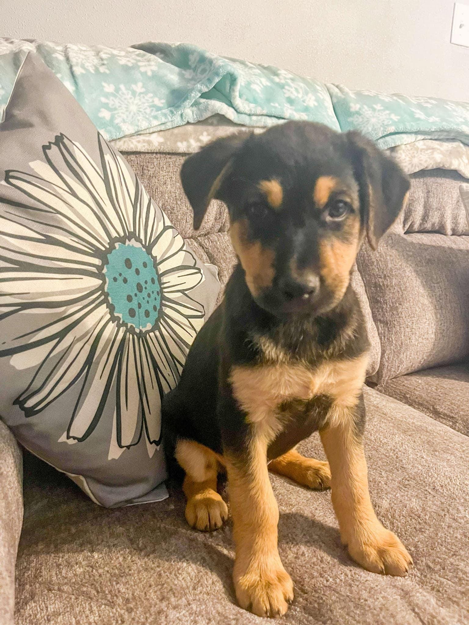 Adopt Cindy Lou Today - Find Paw Pal