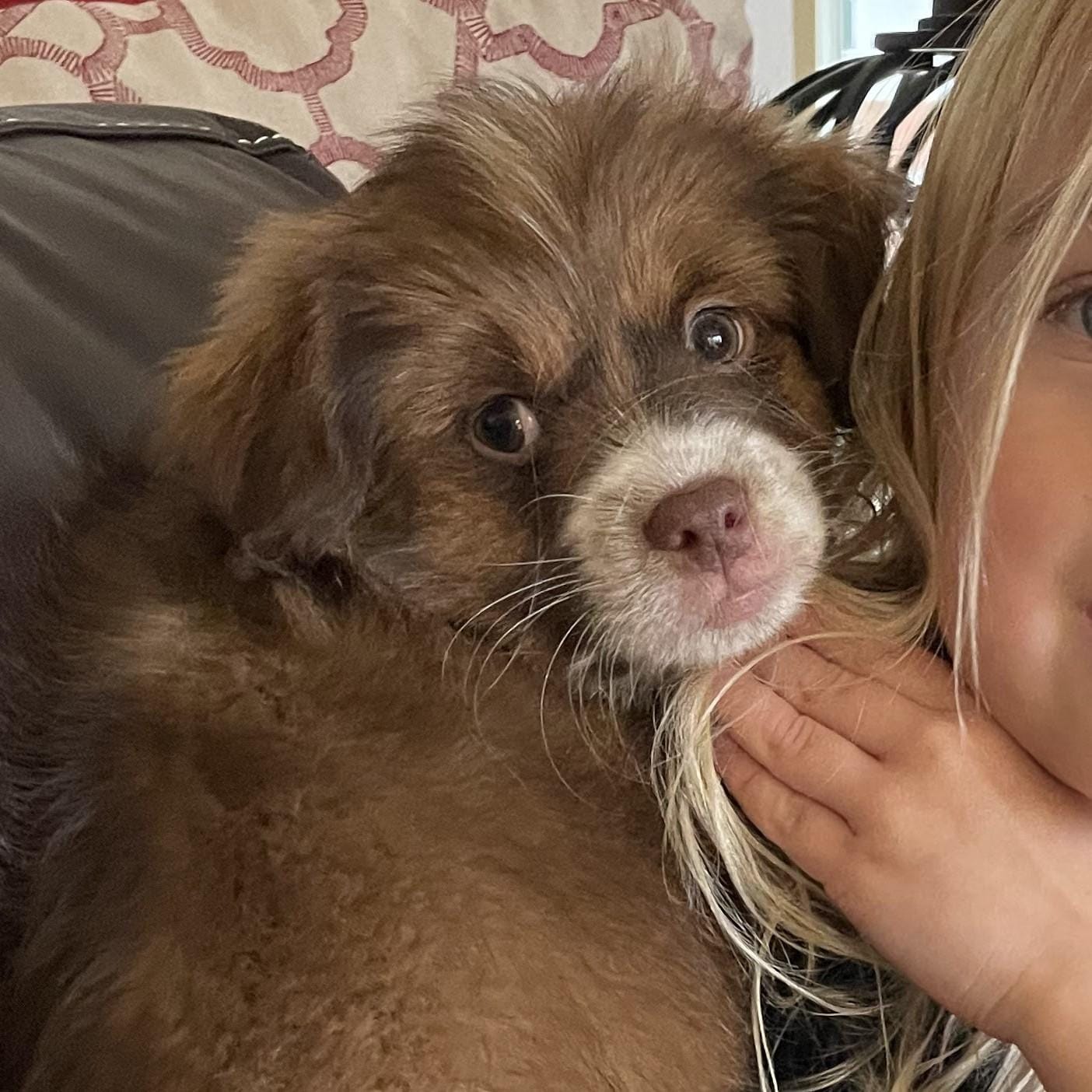 Adopt Carl Today - Pets TheCountyOffice