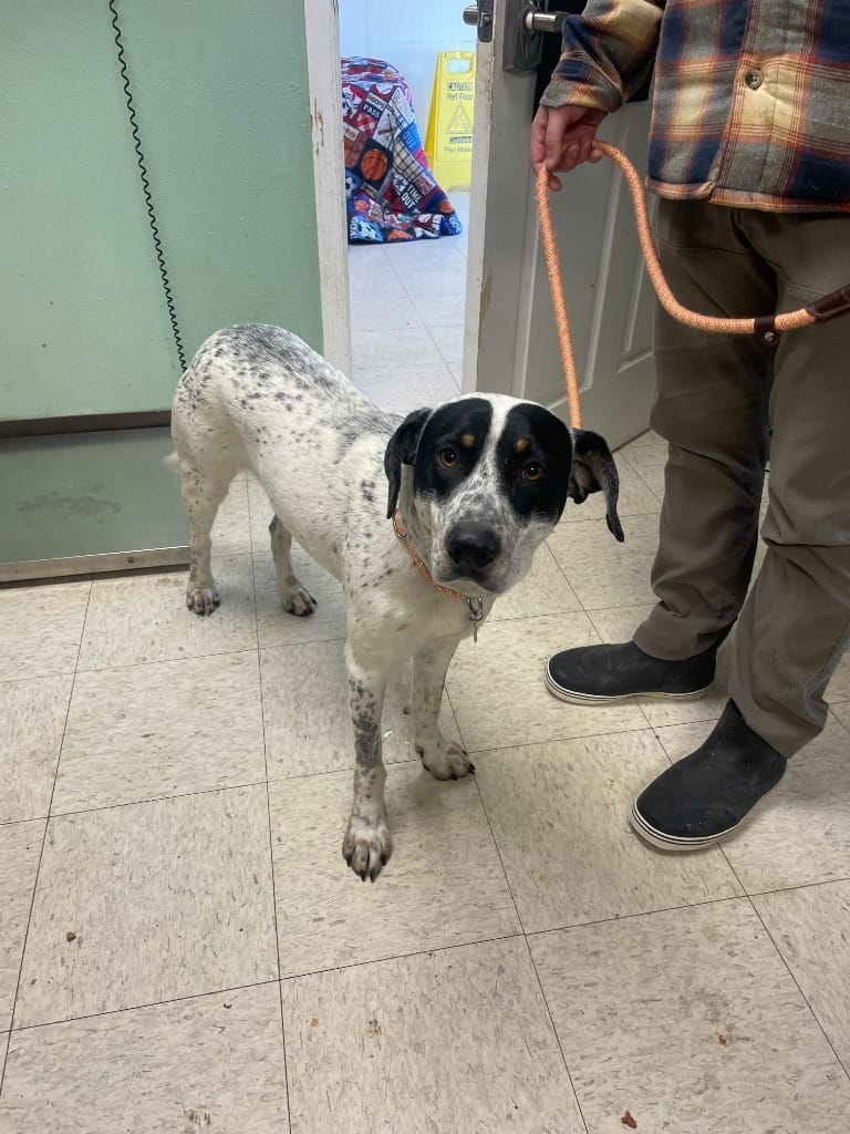 Adopt Doofus-Adoptable Today - Find Paw Pal