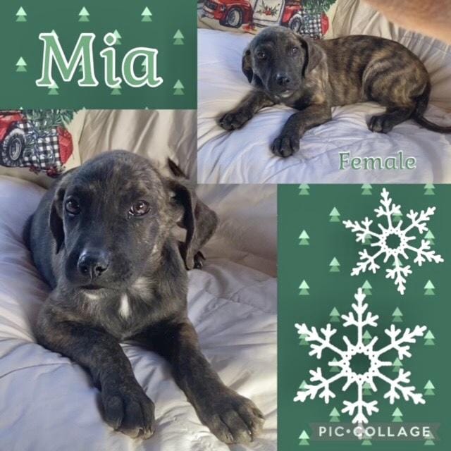 Adopt Mia Today - Find Paw Pal