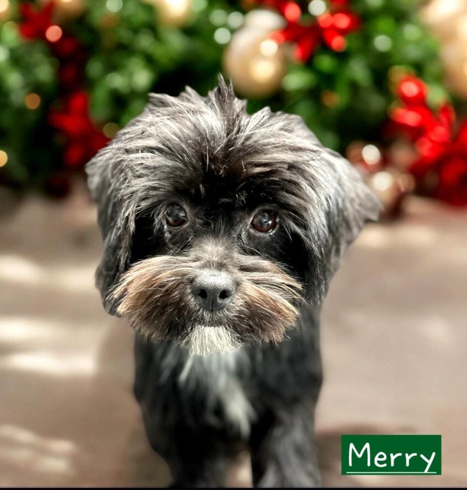 Adopt Merry Today - Pets TheCountyOffice