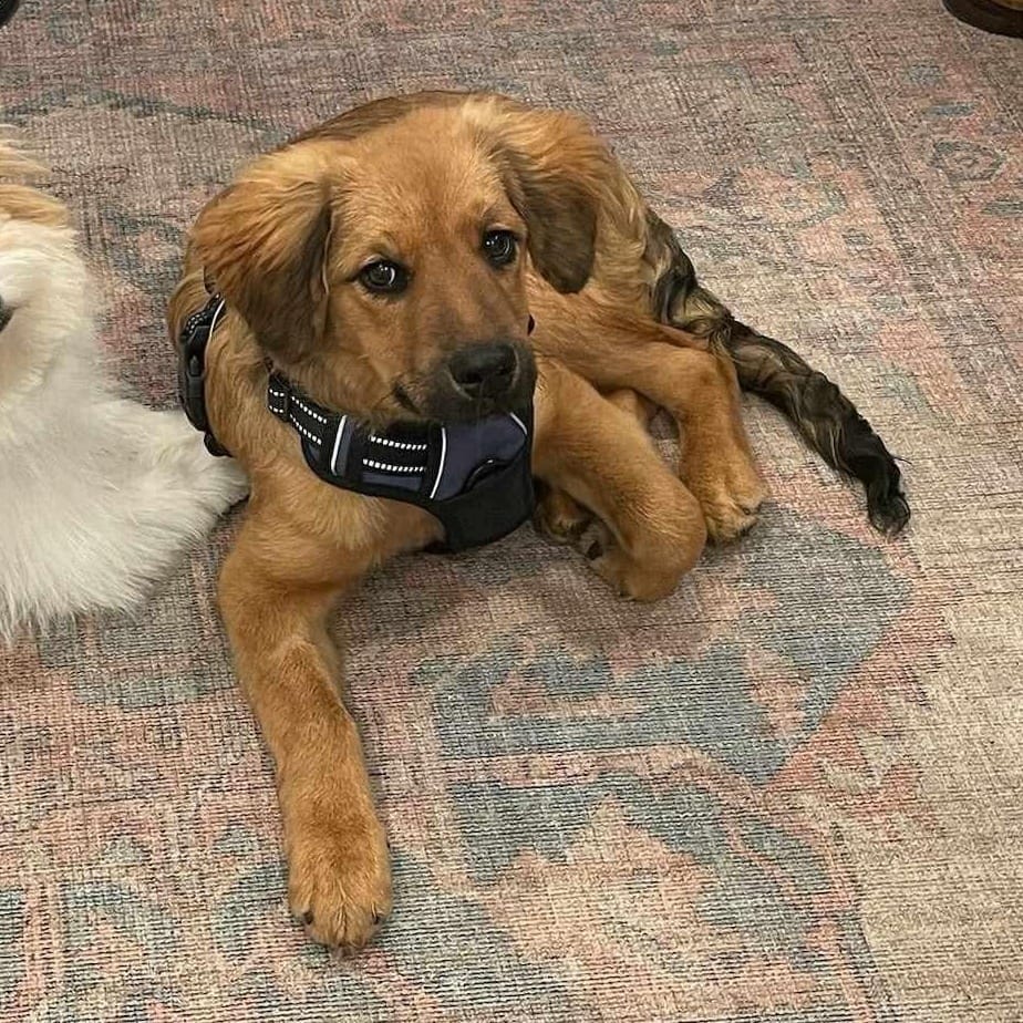 Adopt Oso Today - Pets TheCountyOffice