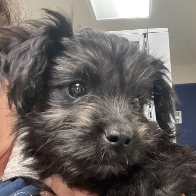 Adopt DOT puppy 10 pounds Today - Pets TheCountyOffice