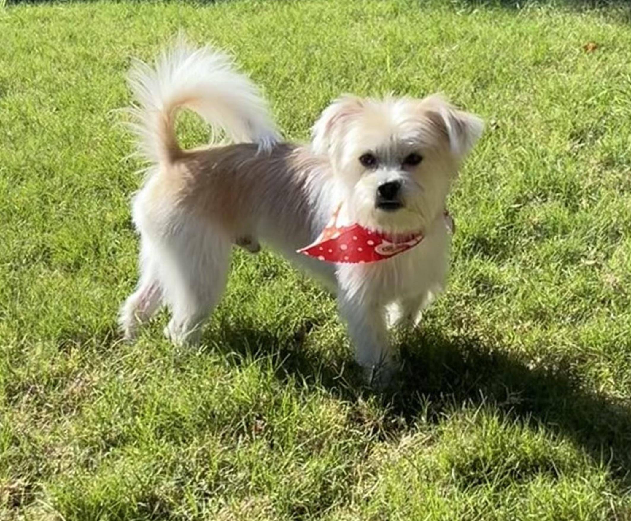 Adopt Tommy Today - Pets TheCountyOffice