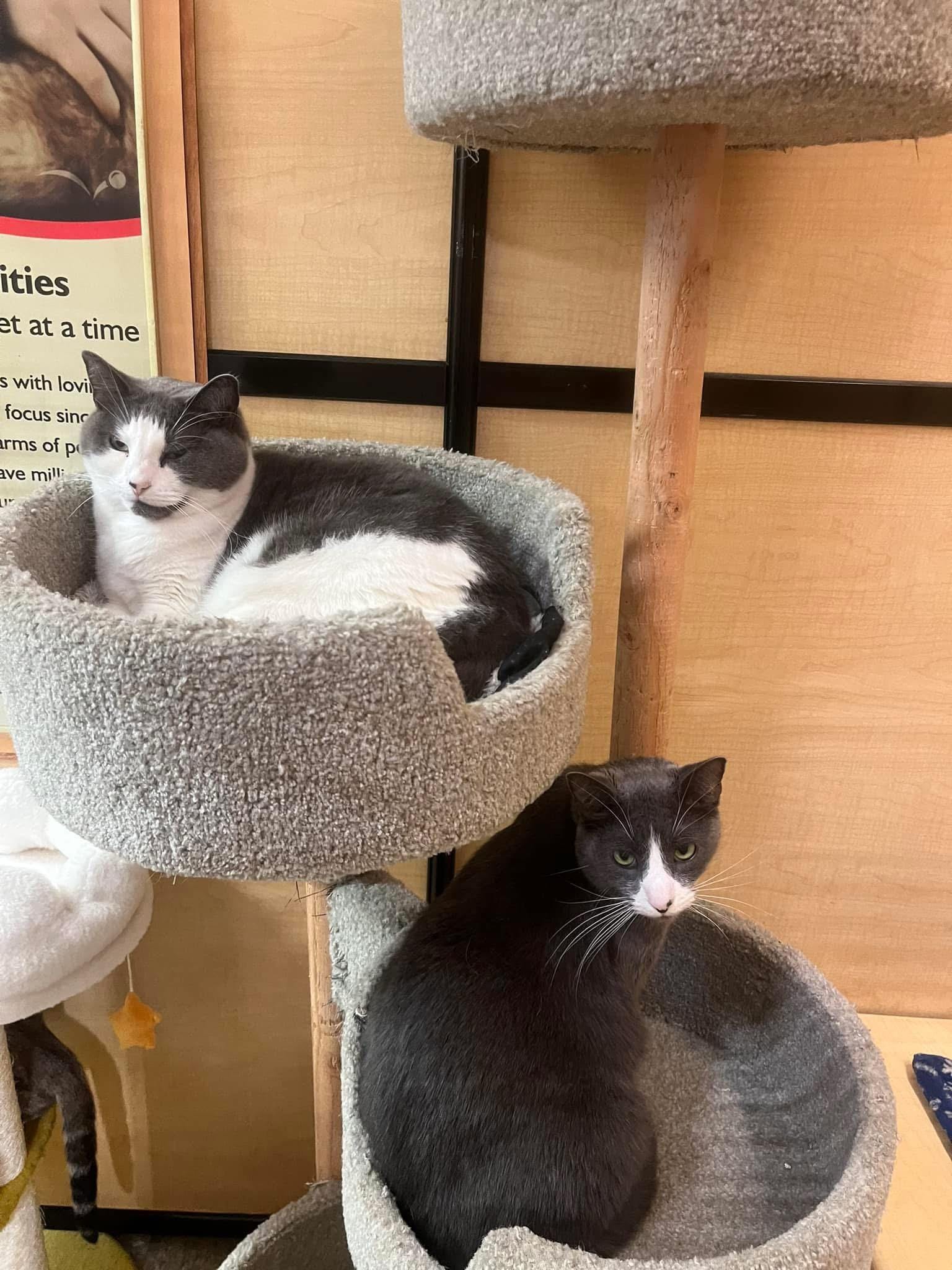 Adopt Misty and Sierra Today - Pets TheCountyOffice