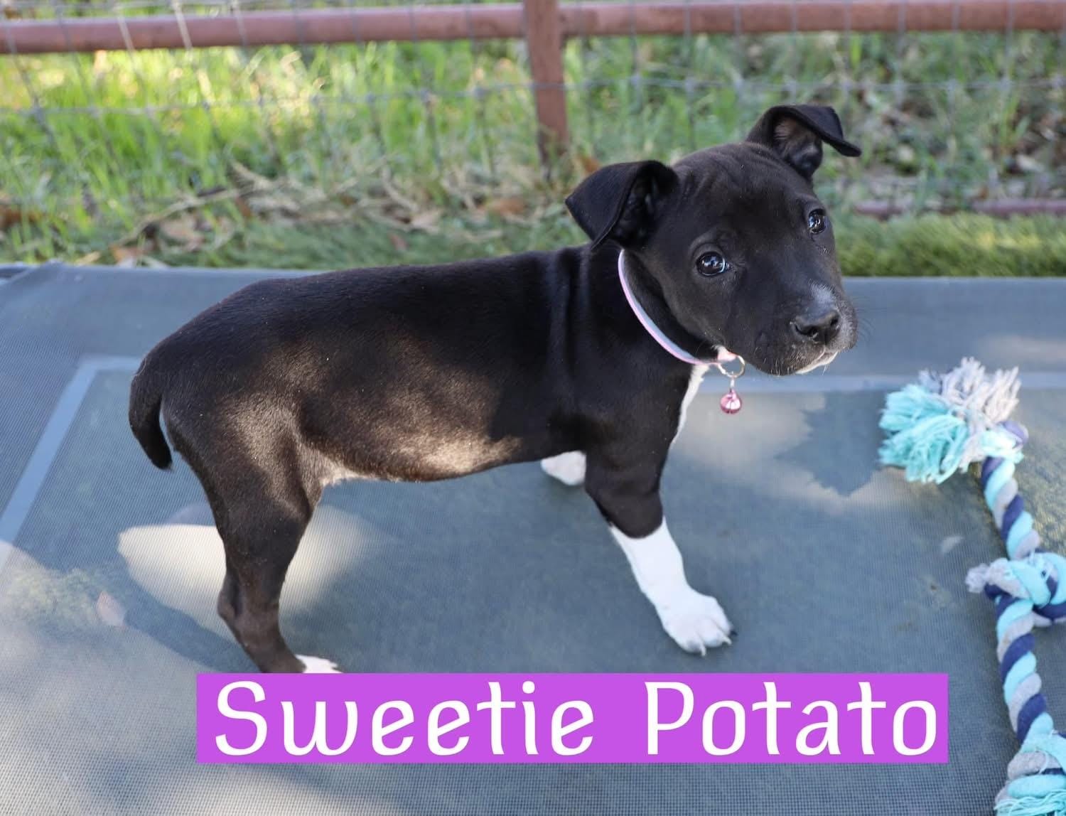 Adopt Sweetie Potato Today - Find Paw Pal