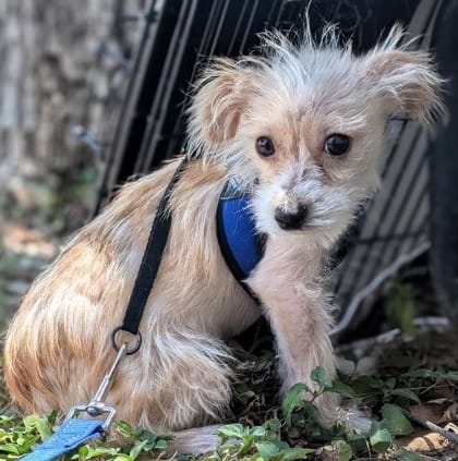 Adopt Scruffy Today - Pets TheCountyOffice