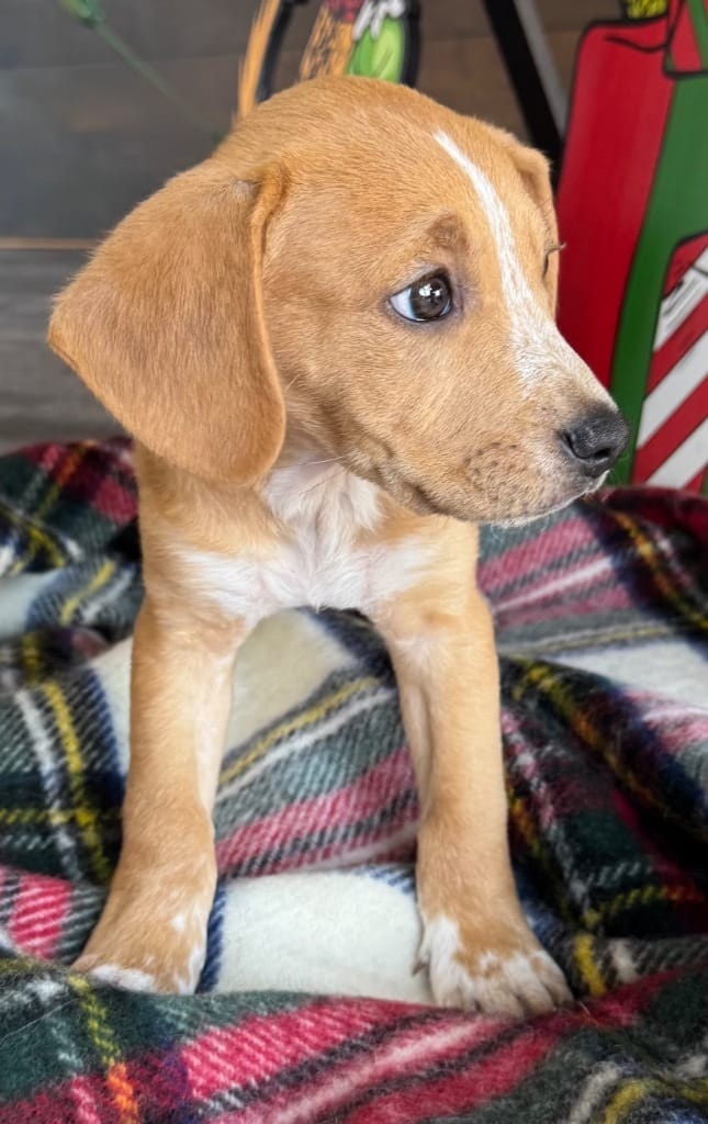 Adopt Callie Today - Find Paw Pal