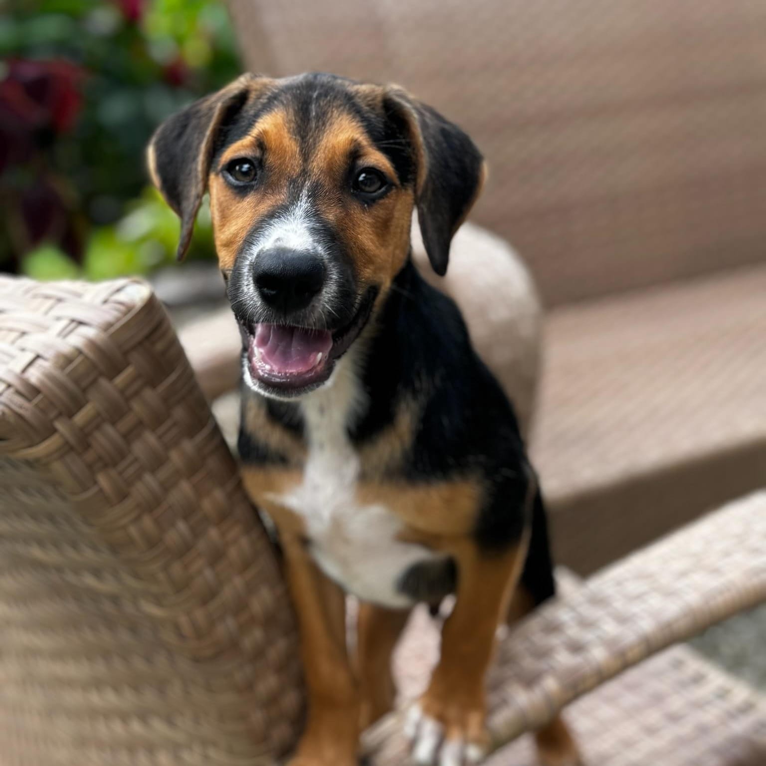 Adopt Dexter Today - Find Paw Pal