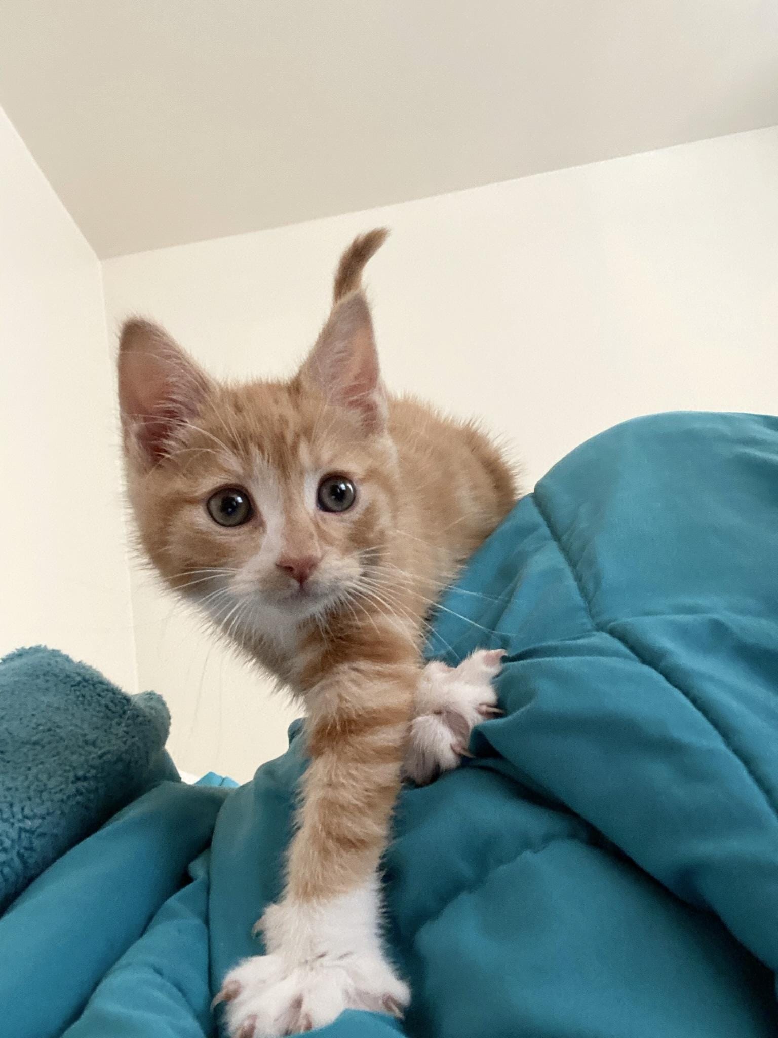 Adopt Jinx Today - Pets TheCountyOffice