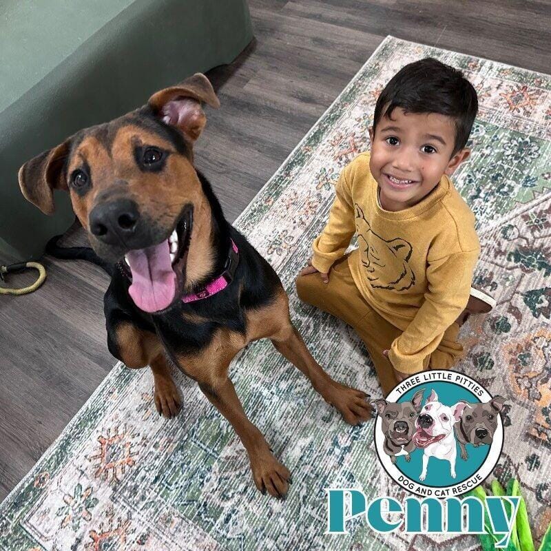 Adopt Penny Piper Today - Find Paw Pal