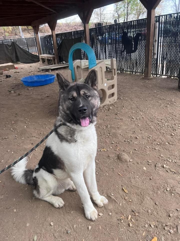 Adopt Tsunami Today - Find Paw Pal