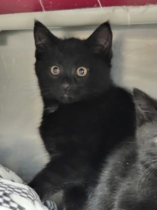 Adopt Jinx Today - Pets TheCountyOffice