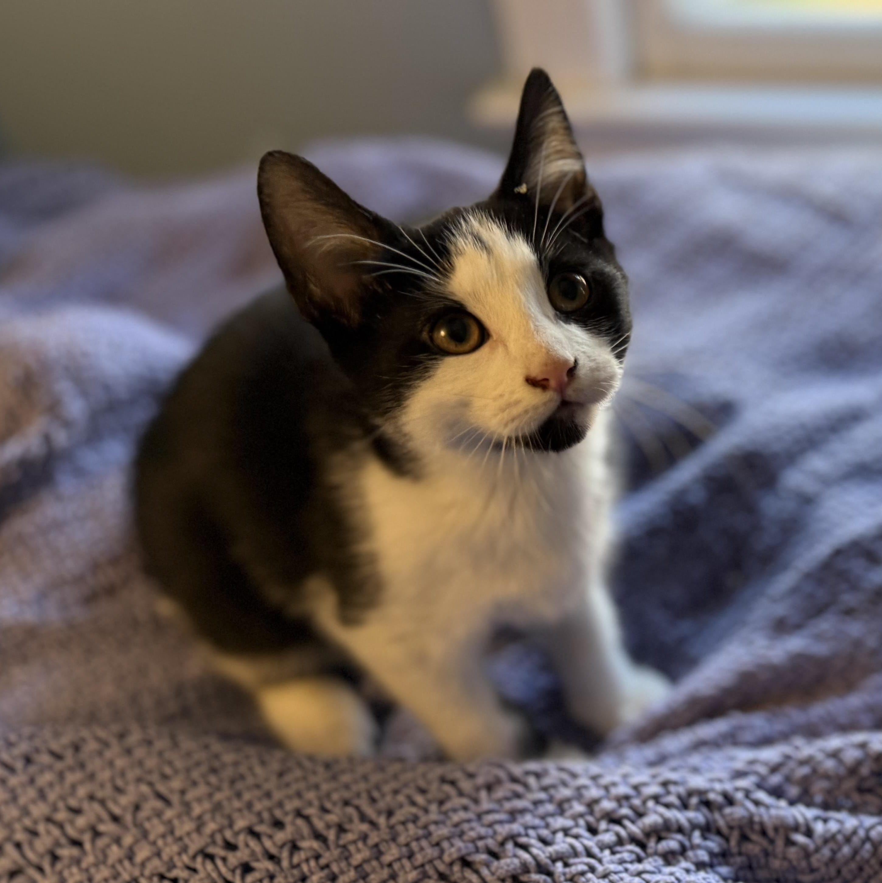 Adopt Jinx Today - Pets TheCountyOffice