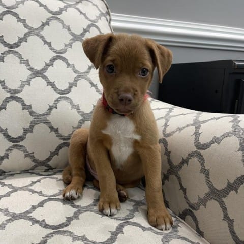 Adopt Albert (Red Collar) Today - Pets TheCountyOffice