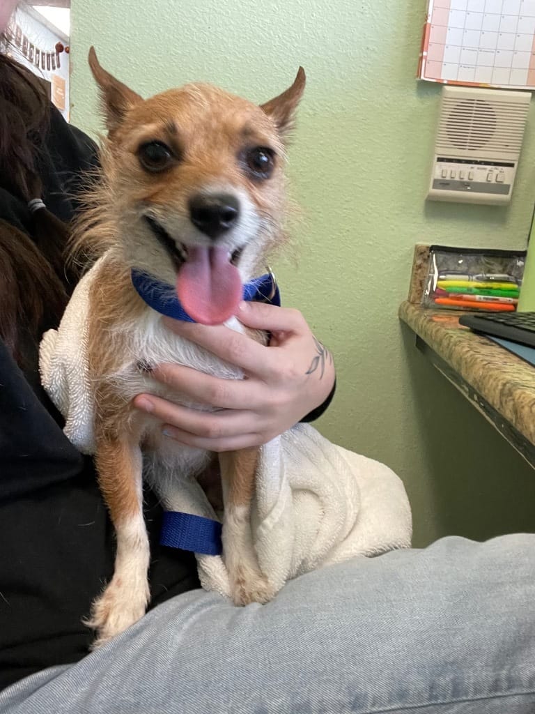 Adopt Chico Today - Pets TheCountyOffice