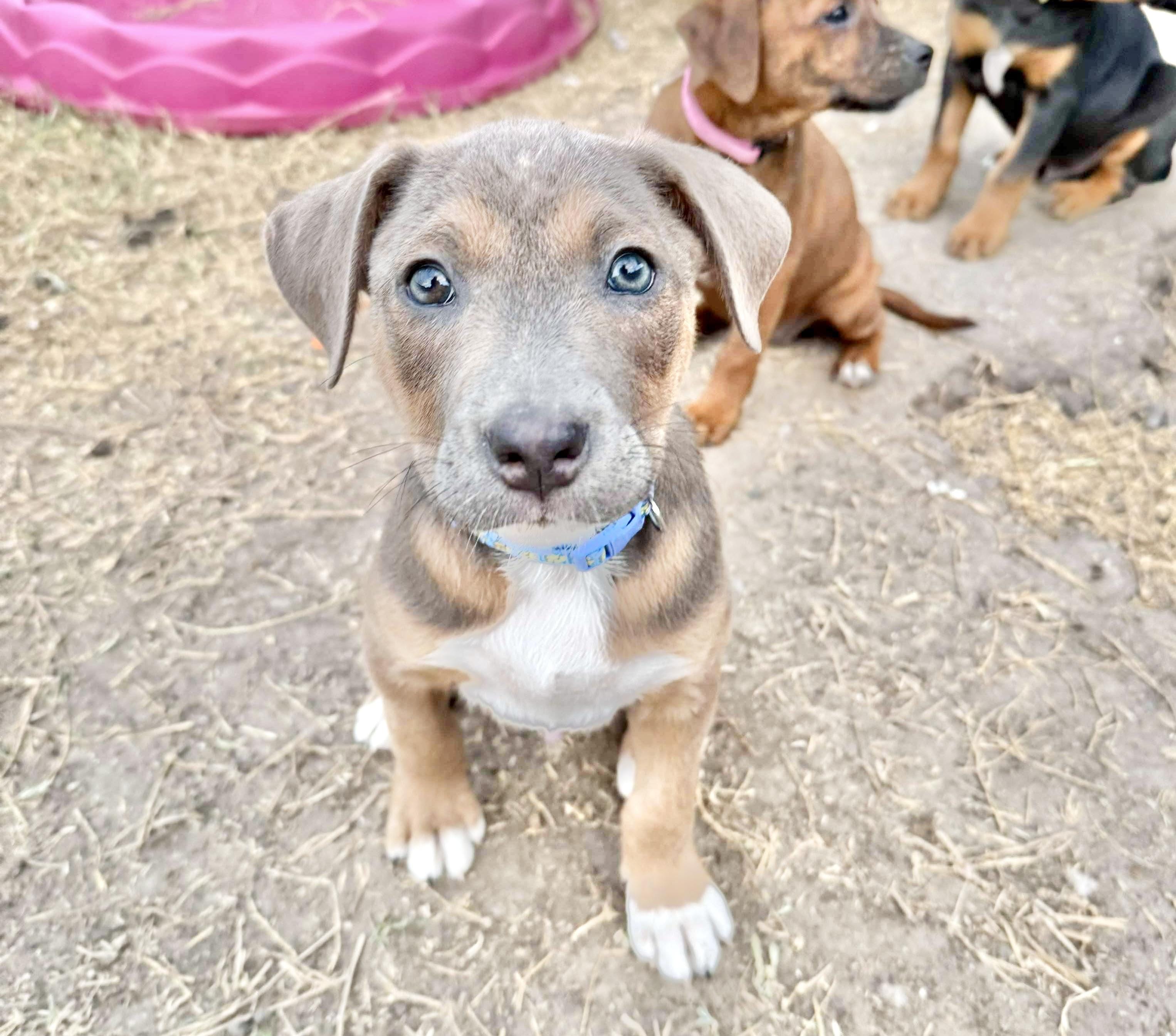 Adopt He-Man Today - Find Paw Pal