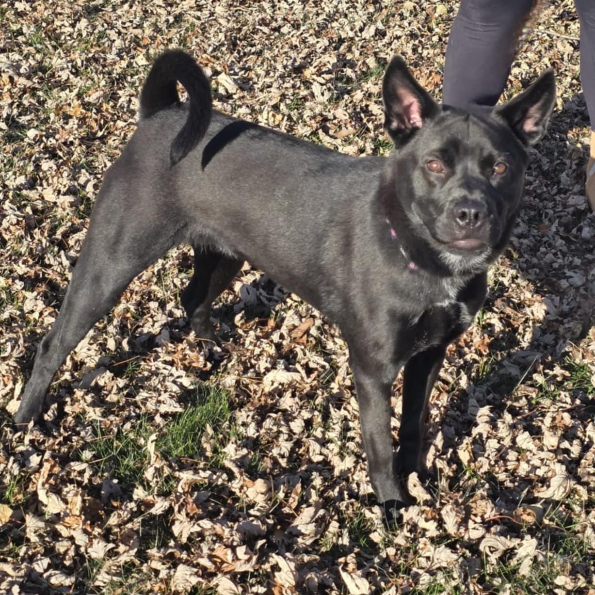 Adopt Roxy Today - Find Paw Pal