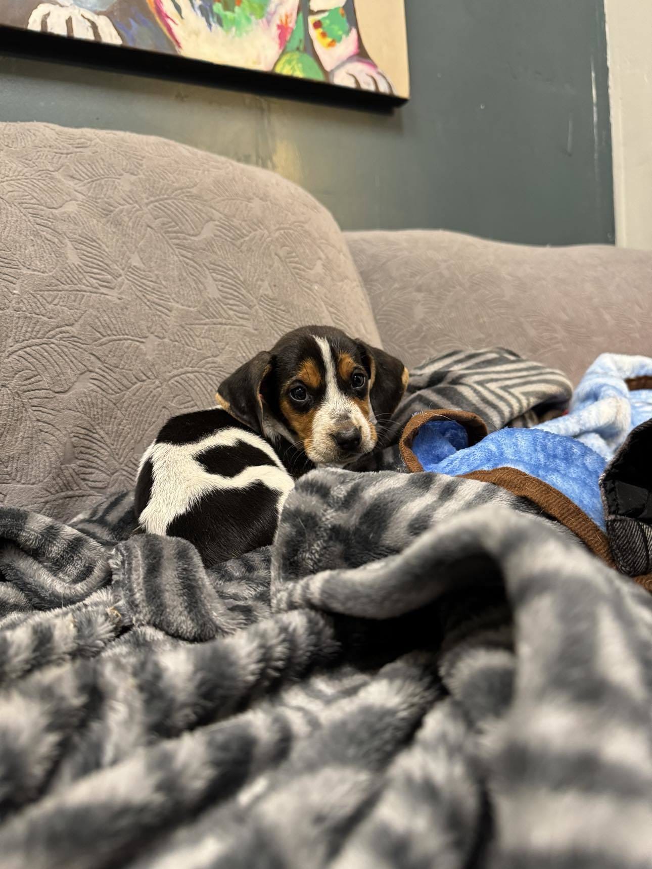 Adopt Sam (Samwise) Today - Pets TheCountyOffice