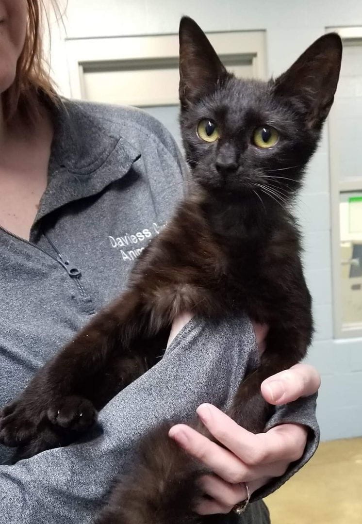 Adopt Ellie Rae Today - Pets TheCountyOffice