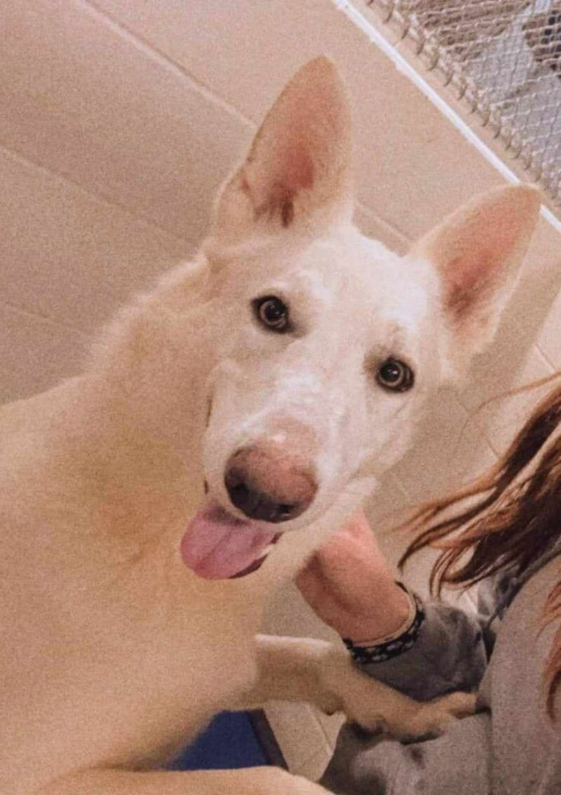 Adopt #24 - Alaska Today - Pets TheCountyOffice