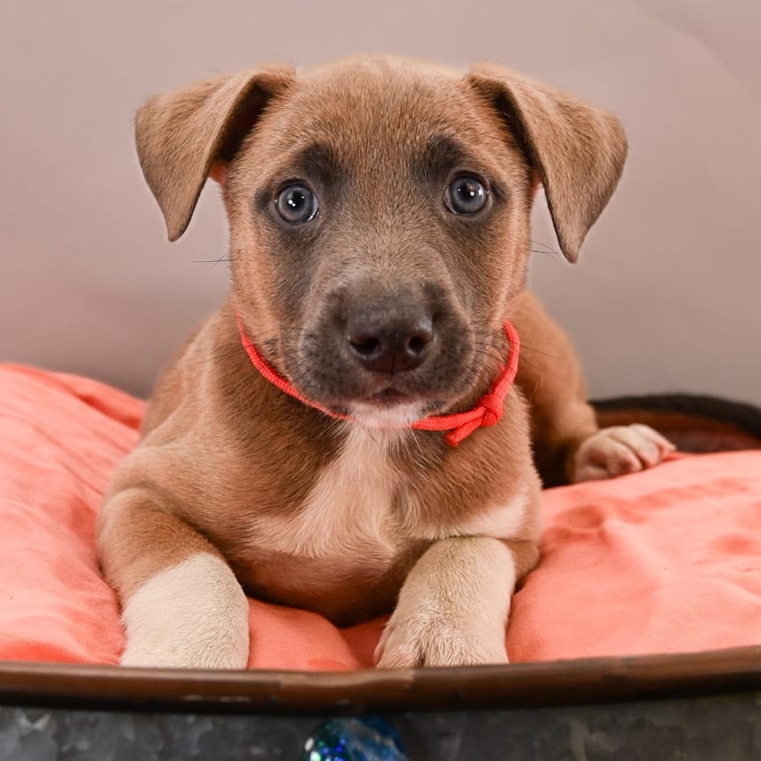 Adopt The Puppy Express - Christmas Today - Find Paw Pal