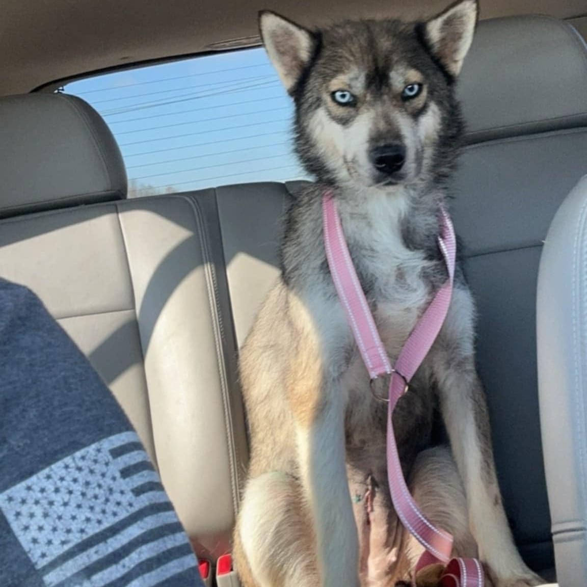 Adopt Lou Today - Pets TheCountyOffice