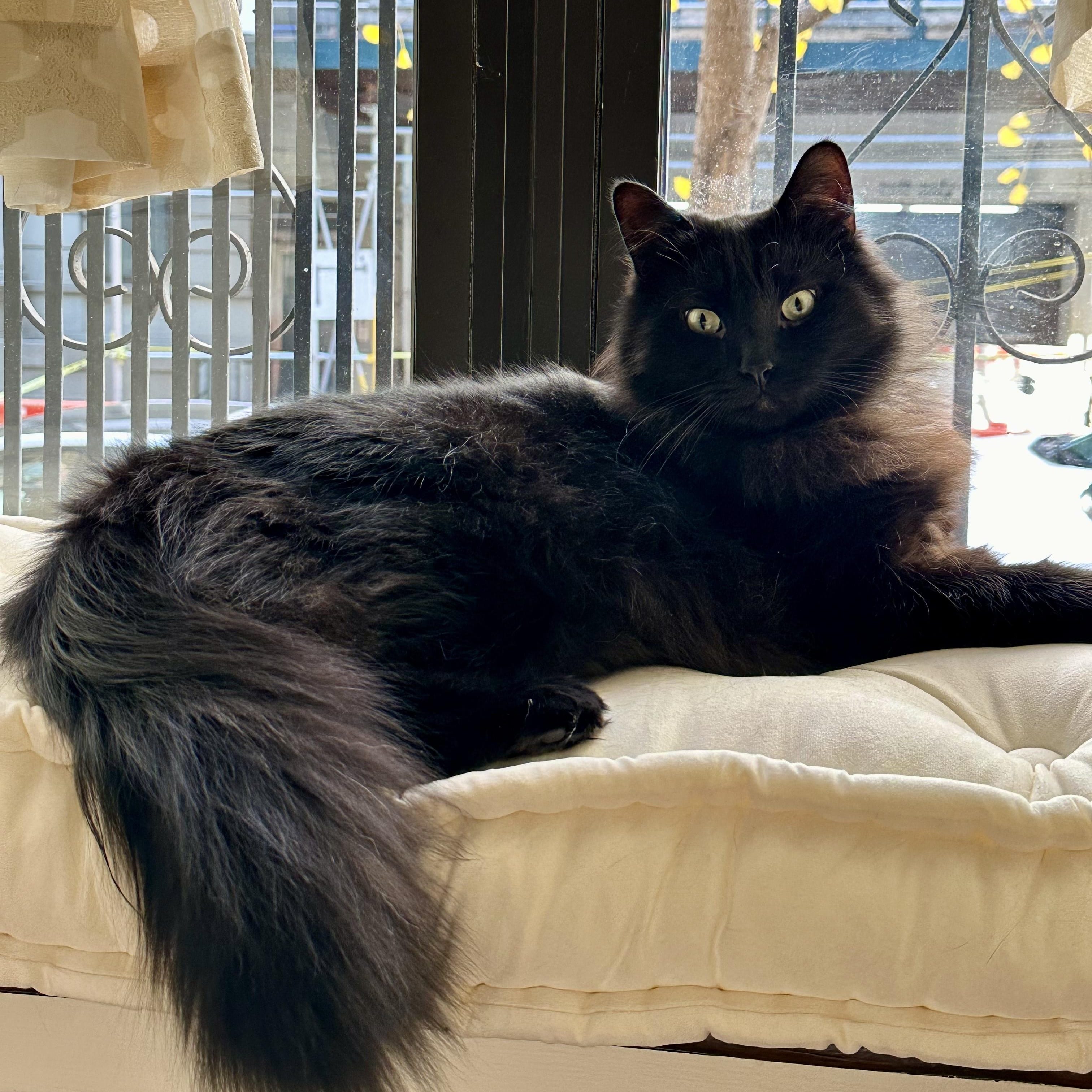 Adopt Henri & Claude: Resilient Survivors of Domestic Abuse Ready for a ...