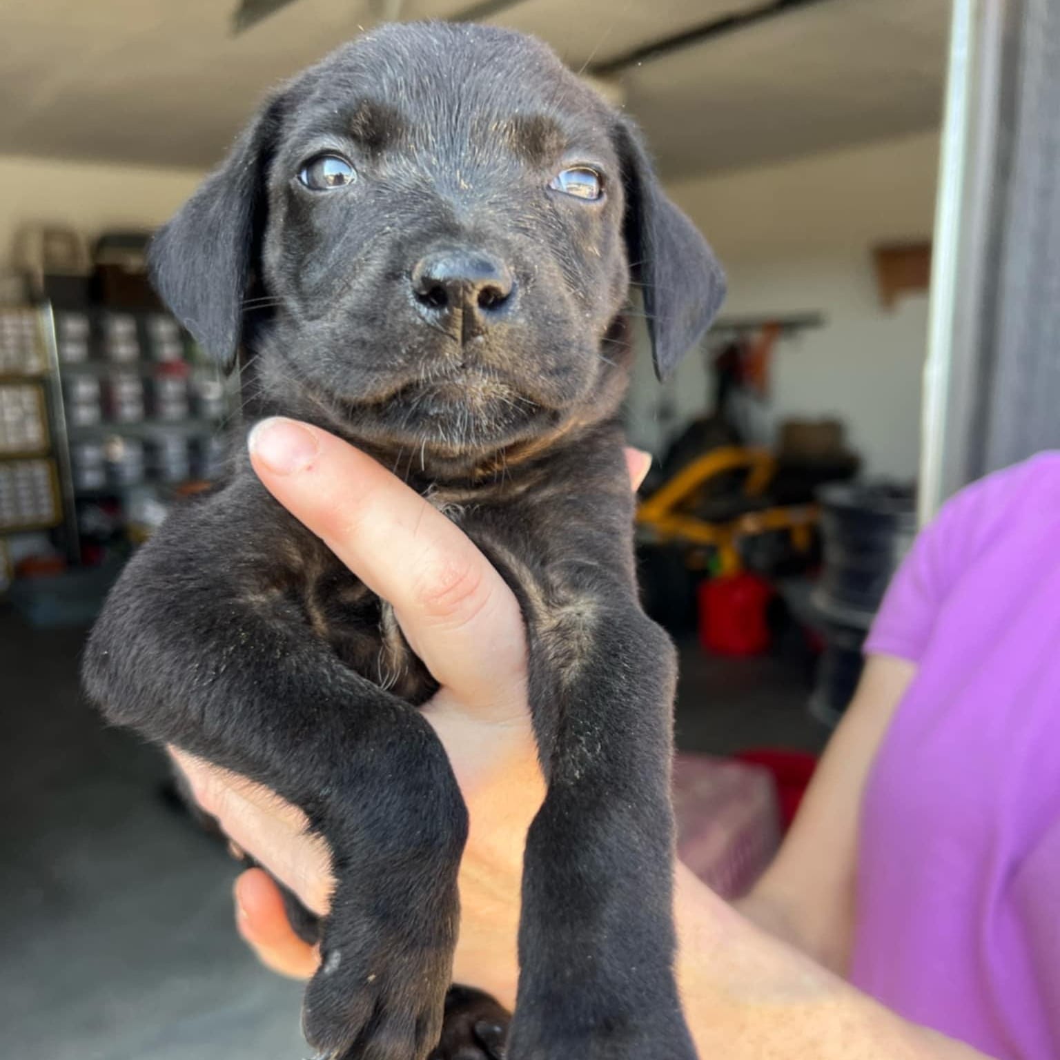 Adopt Lil Bit Today - Find Paw Pal