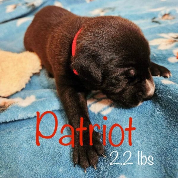 Adopt Patriot Today - Find Paw Pal