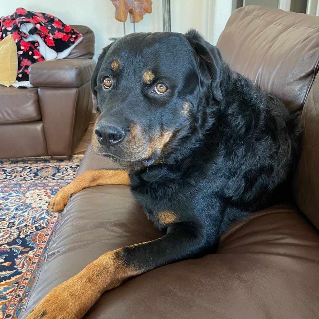 Adopt Diesel Today - Pets TheCountyOffice