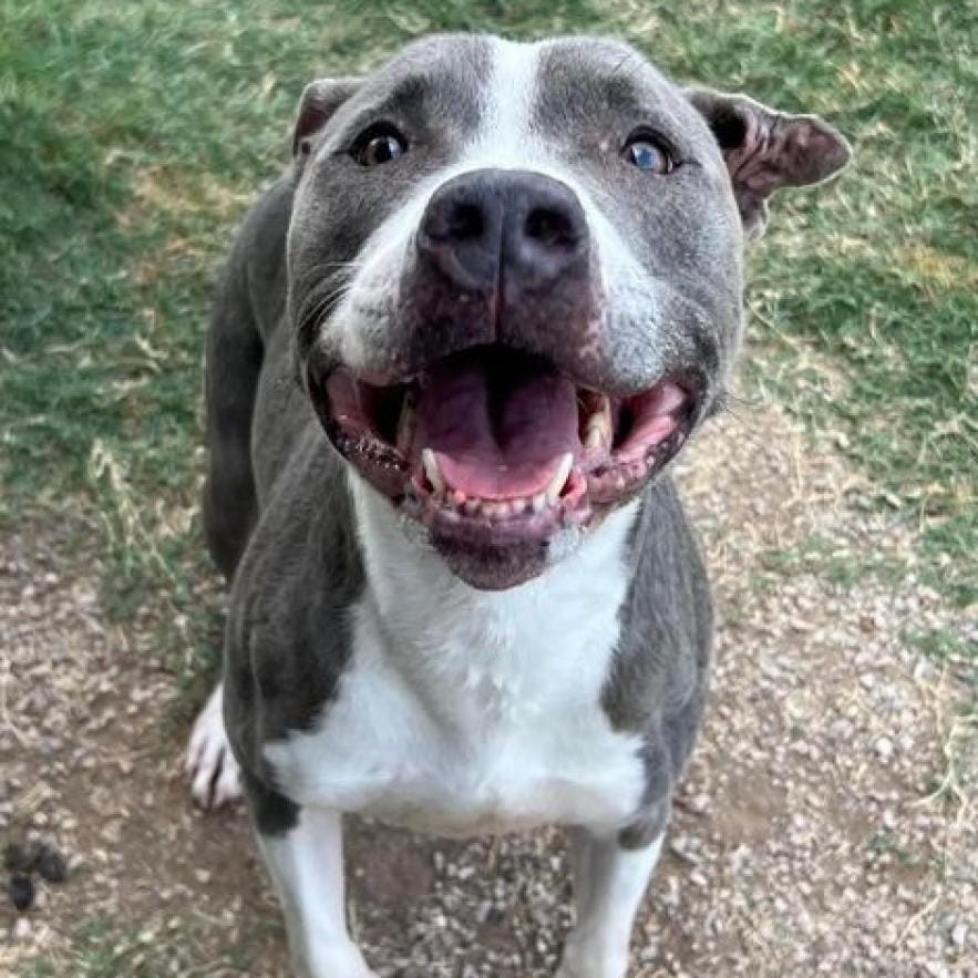 Adopt Ellie (Lala) Today - Pets TheCountyOffice