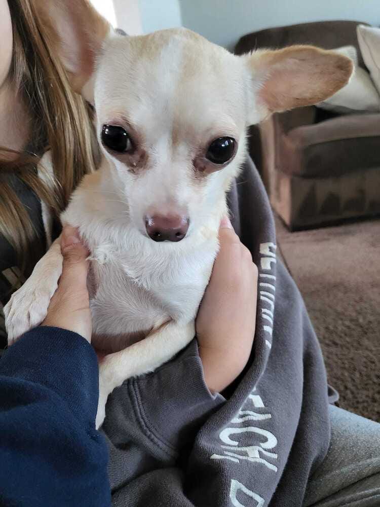 Adopt Janel Today - Pets TheCountyOffice