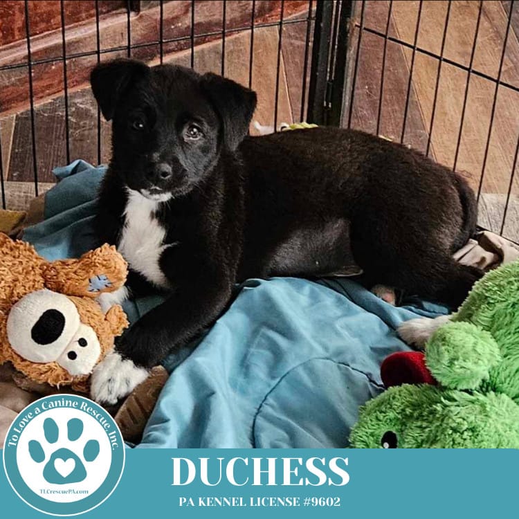 Adopt Duchess (Fluffy Stuffs) 120724 Today - Find Paw Pal