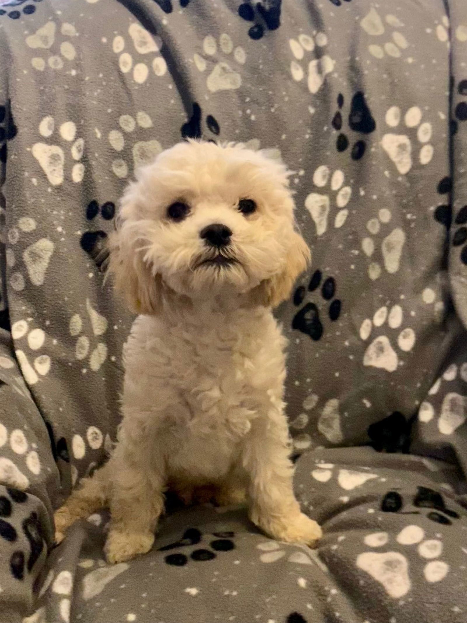 Adopt Hoss Today - Pets TheCountyOffice