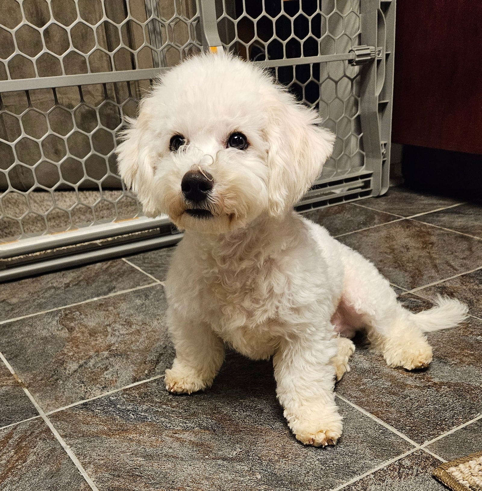 Adopt Coconut D6009 Today - Pets TheCountyOffice